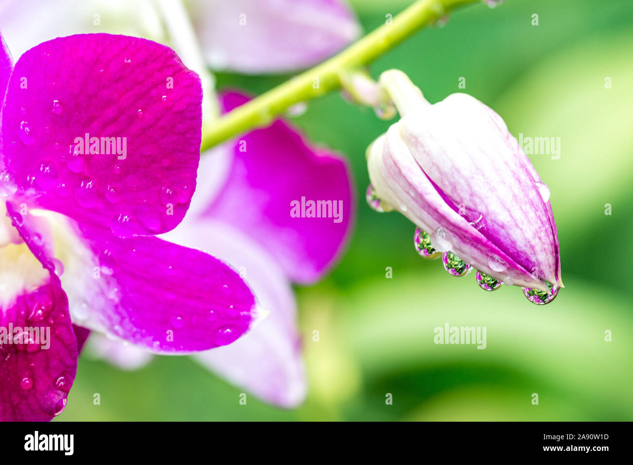 Pink purple orchids with dripping water droplets after rain on a hot ...