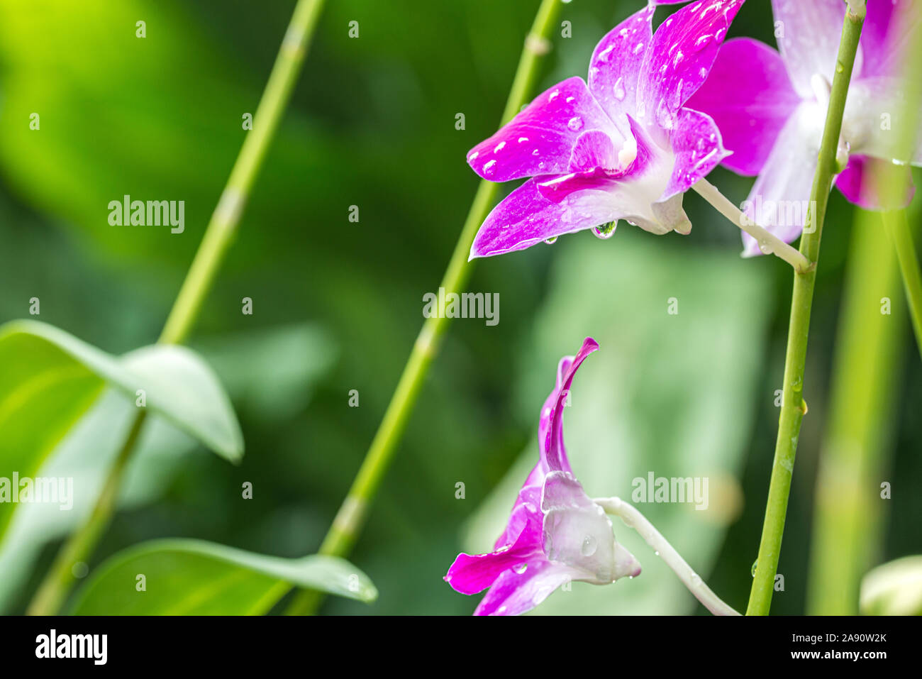 Pink purple orchids with dripping water droplets after rain on a hot ...