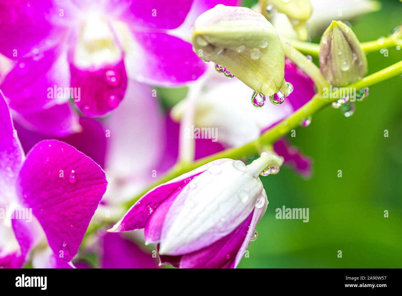 Pink purple orchids with dripping water droplets after rain on a hot ...