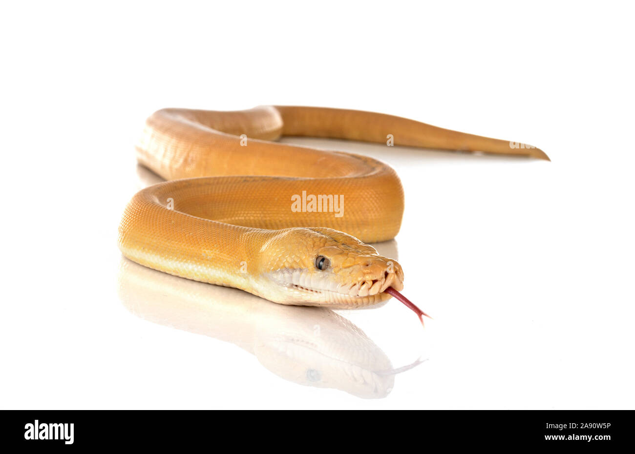 Reticulated python in front of white background Stock Photo - Alamy