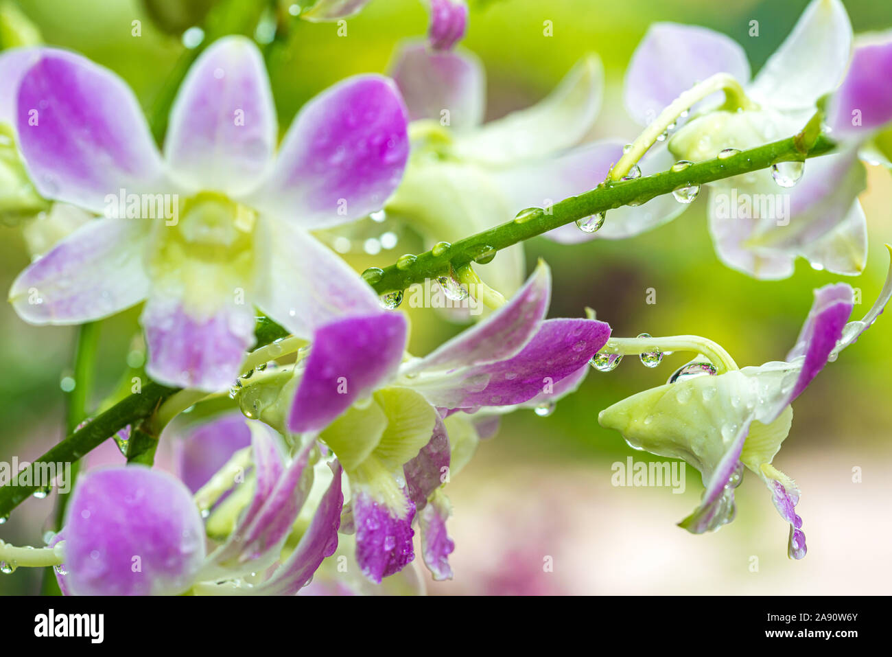 Pink purple orchids with dripping water droplets after rain on a hot ...