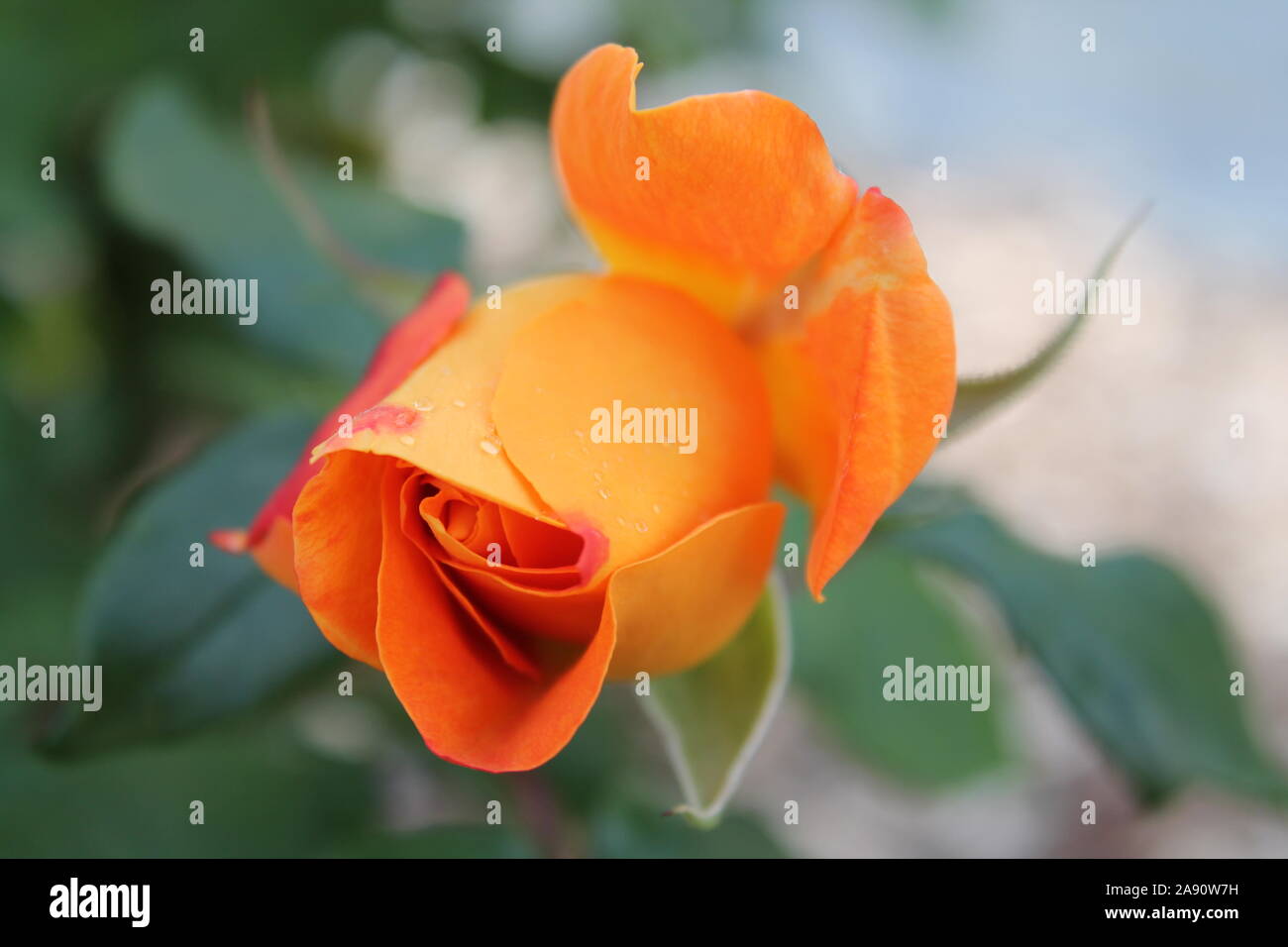 Soft orange petals hi-res stock photography and images - Alamy