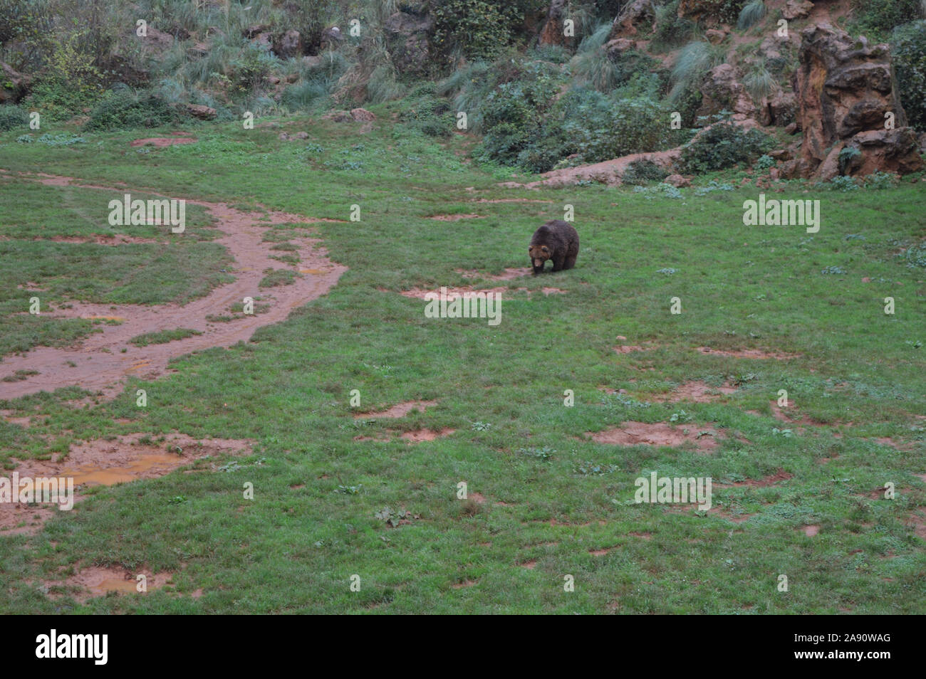 Bears observation in a natural park on a rainy day Stock Photo - Alamy