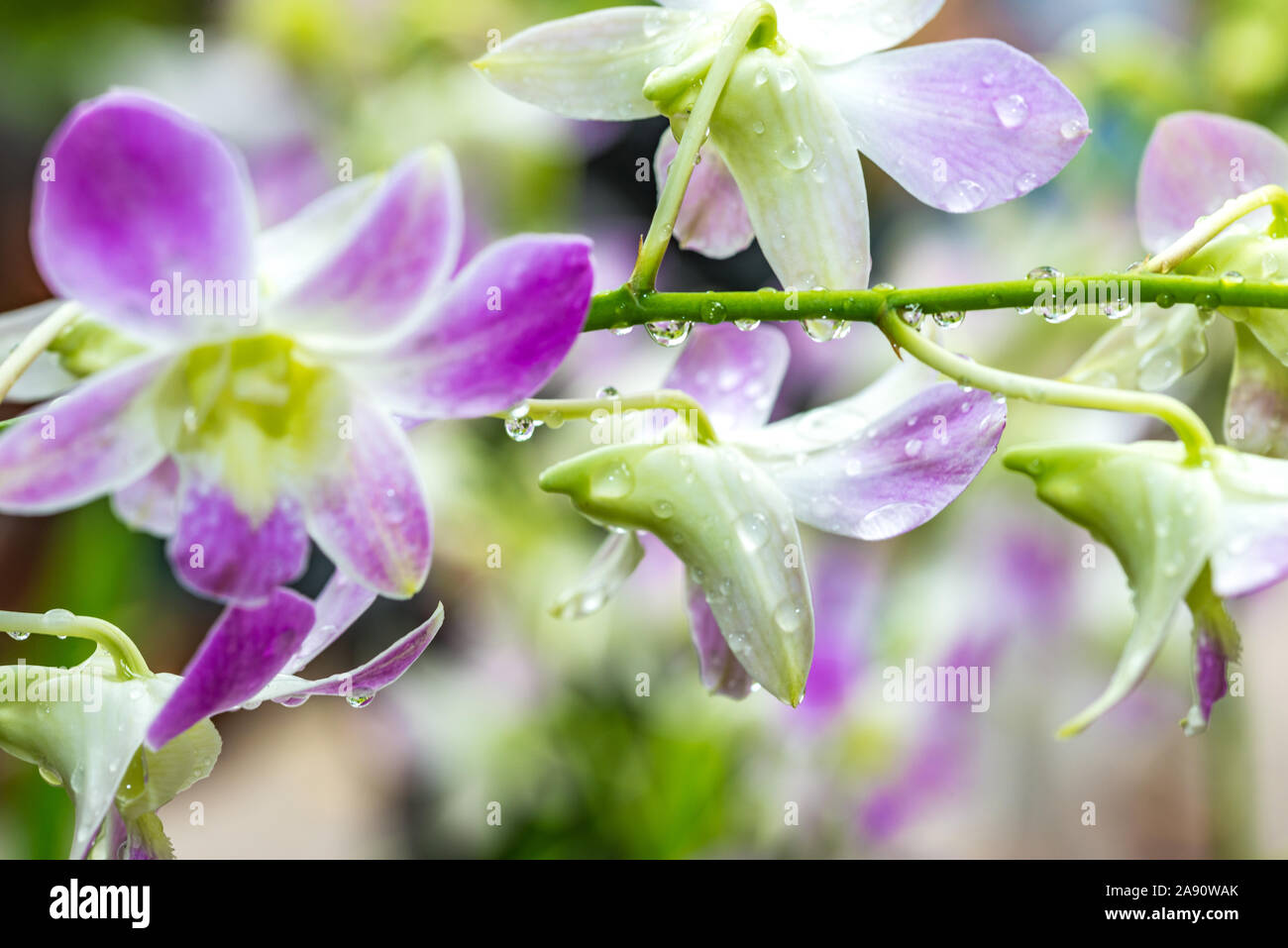 Pink purple orchids with dripping water droplets after rain on a hot ...