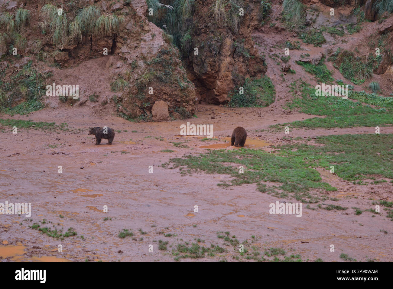 Bears observation in natural hi-res stock photography and images - Alamy