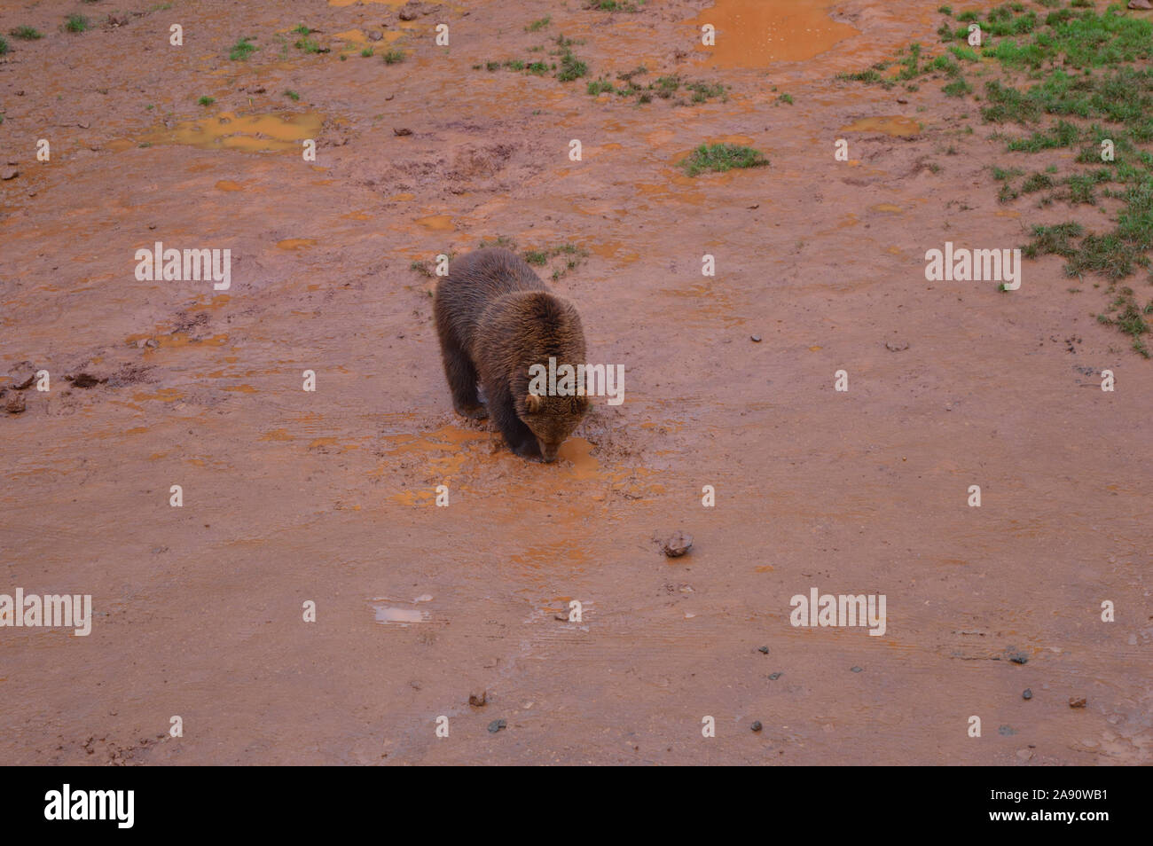 Bears observation in natural hi-res stock photography and images - Alamy