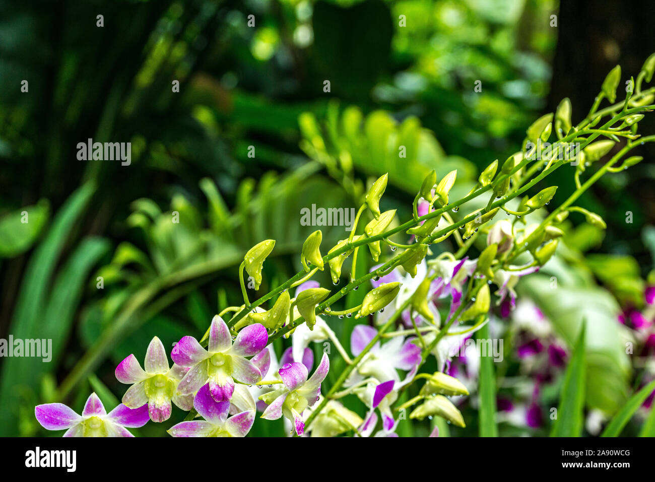 Pink purple orchids with dripping water droplets after rain on a hot ...
