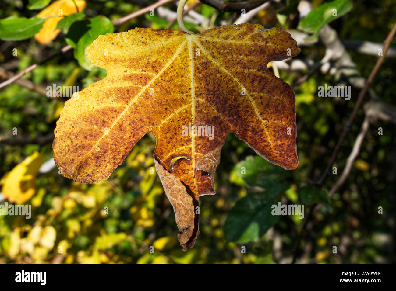 Rustling tree hi-res stock photography and images - Alamy