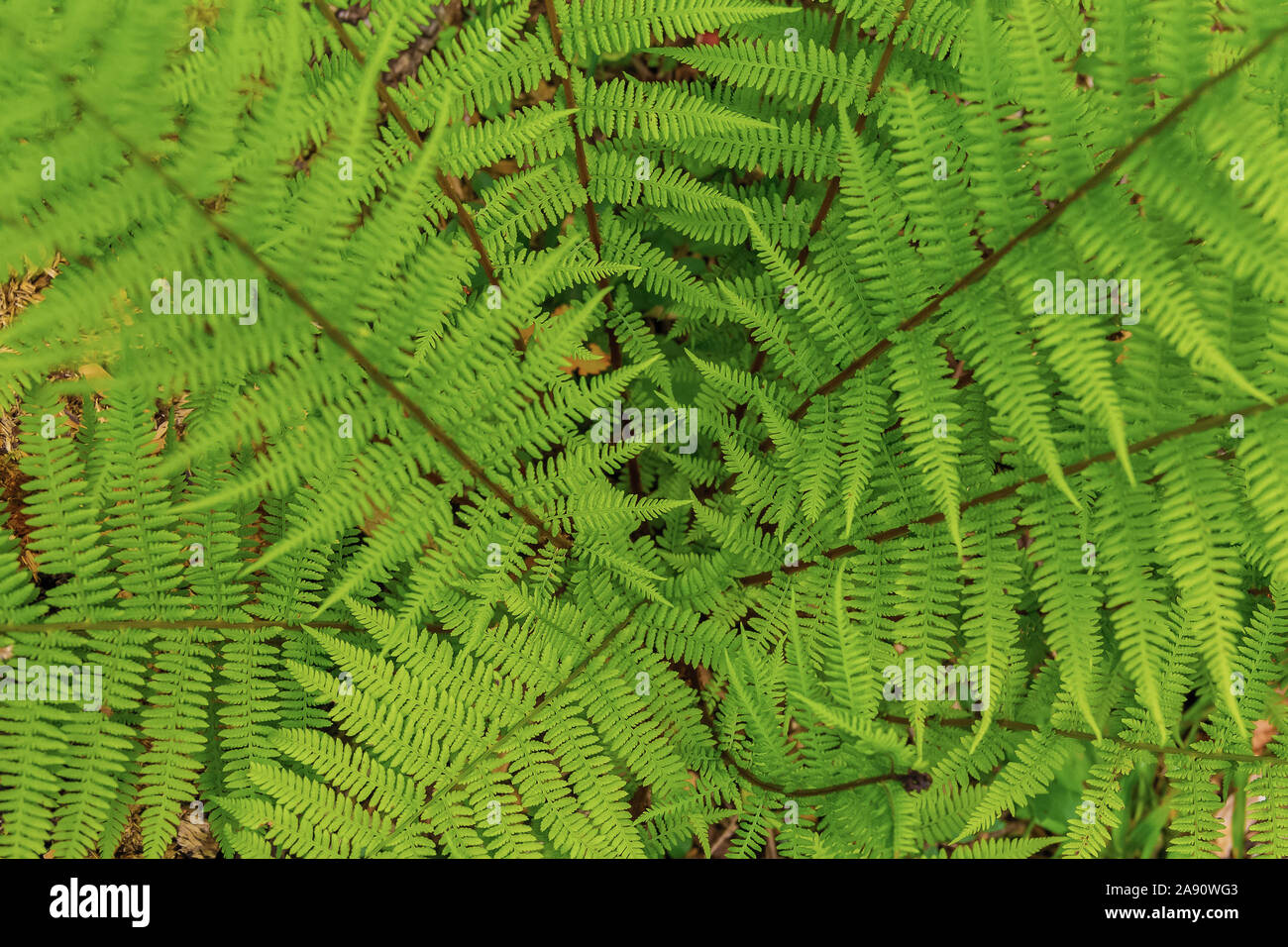 Green fresh fern branches in the forest. Natural background Stock Photo ...