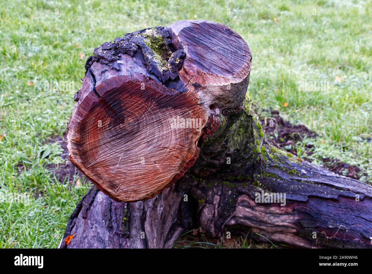 Tree trunk object dead hi-res stock photography and images - Alamy