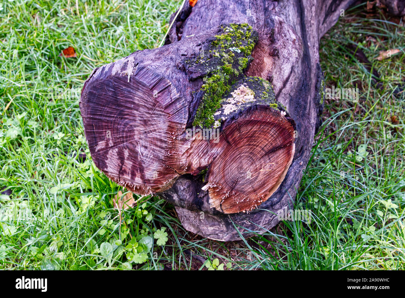 A big tree trunk in a park in autumn Stock Photo - Alamy