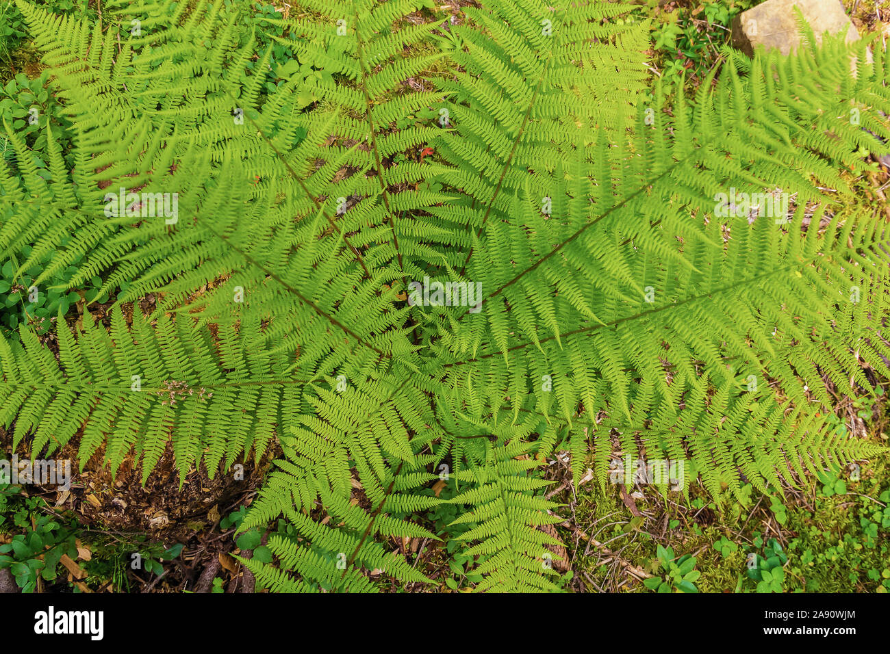 Green fresh fern branches in the forest. Natural background Stock Photo ...