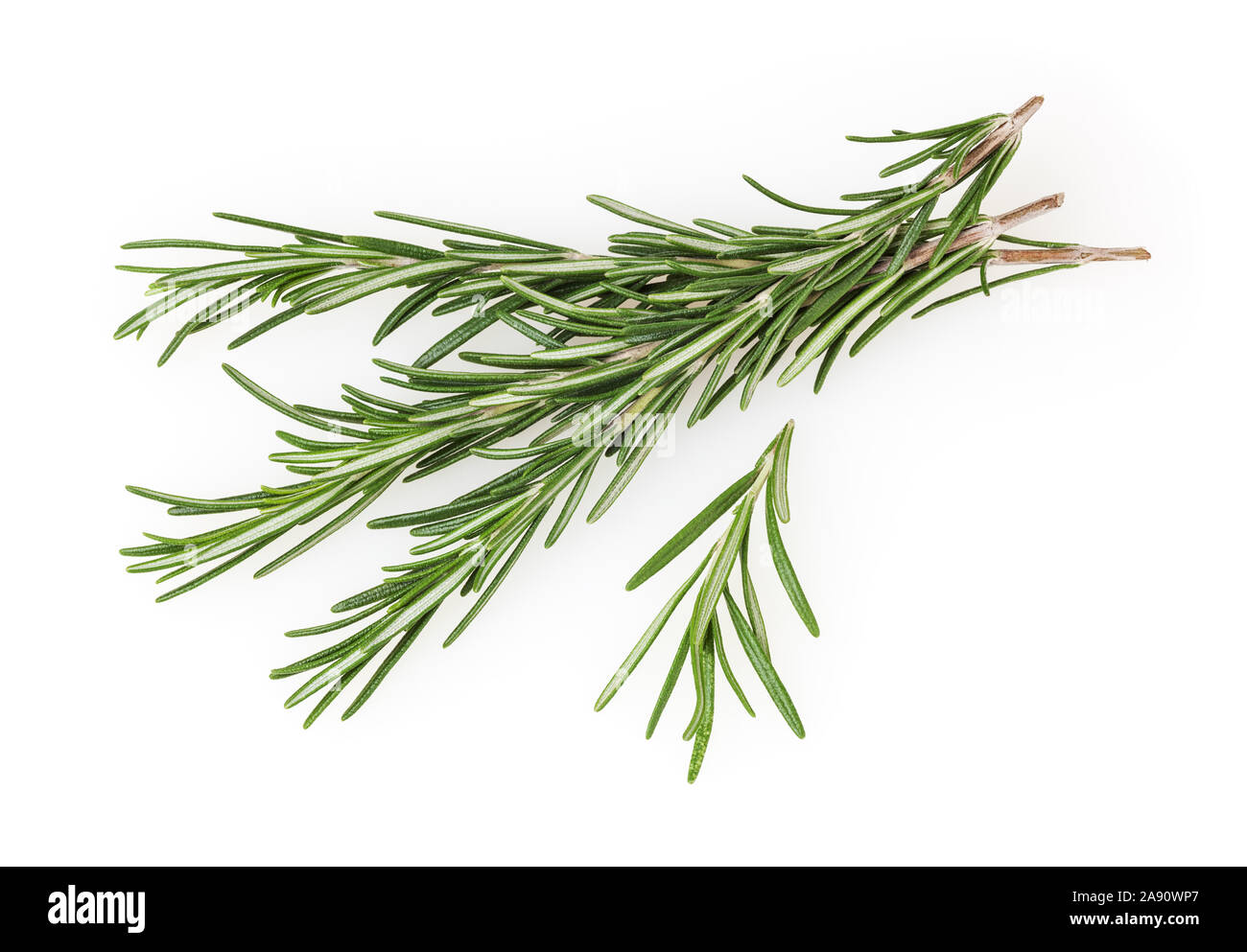 White rosemary plant isolated hi-res stock photography and images - Alamy
