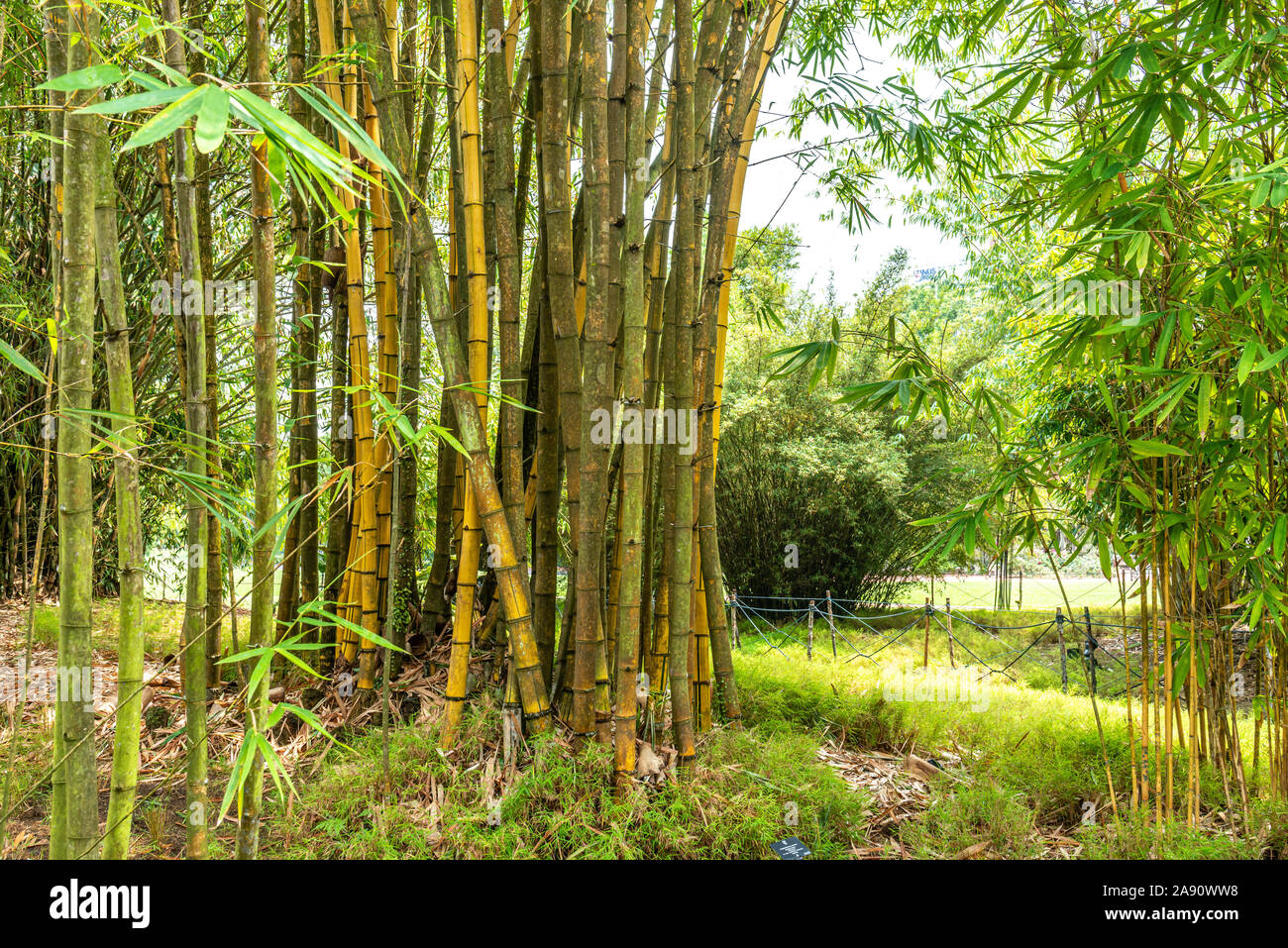 Arashiyama bamboo shoots hi-res stock photography and images - Alamy