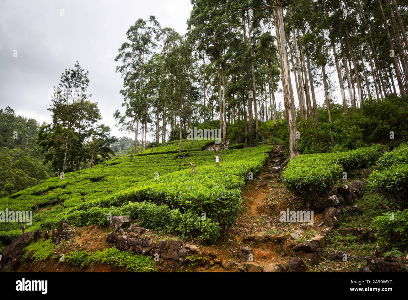 Tea plantation on Sri Lanka Stock Photo - Alamy