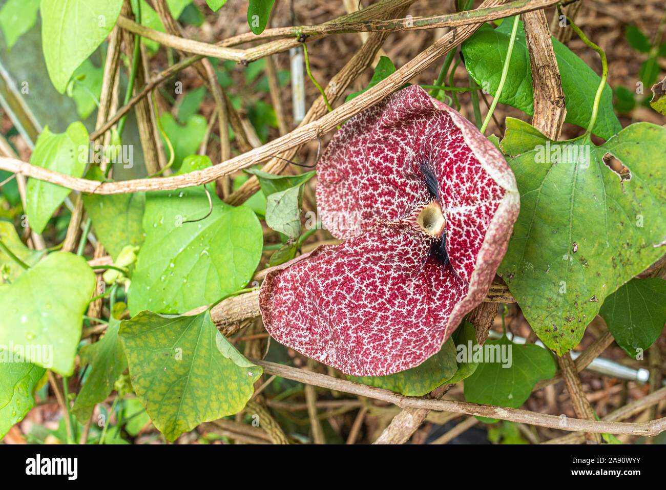 Aristolochia gigantea (Brazilian Dutchman's pipe, giant pelican flower ...