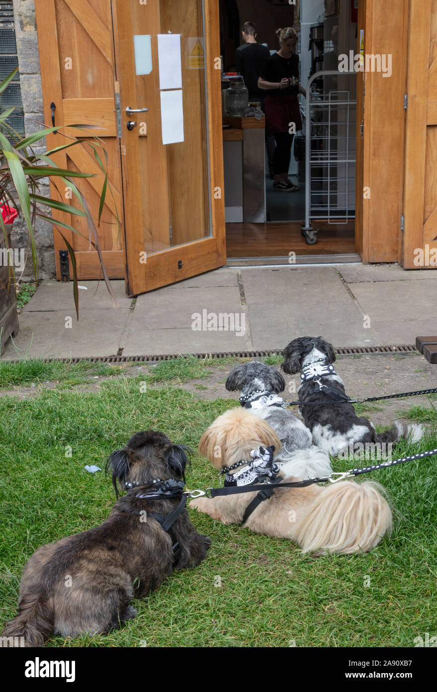 Patiently waiting dogs hi-res stock photography and images - Alamy