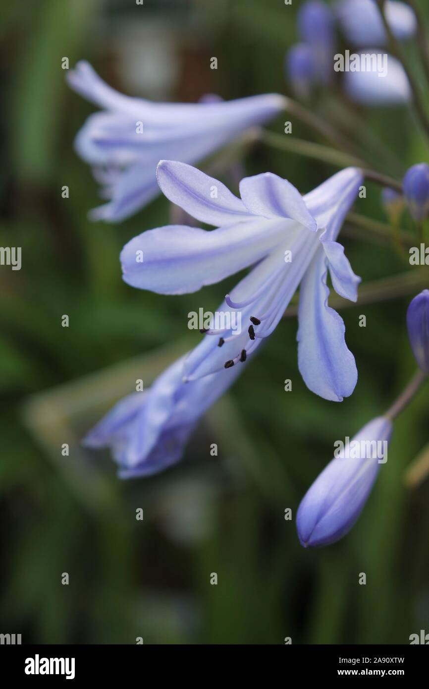 Flower soft petals hi-res stock photography and images - Alamy