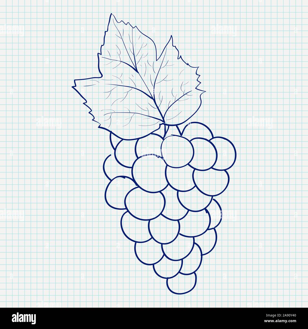 Bunch of grapes. Sketch on lined paper background Stock Vector Image ...