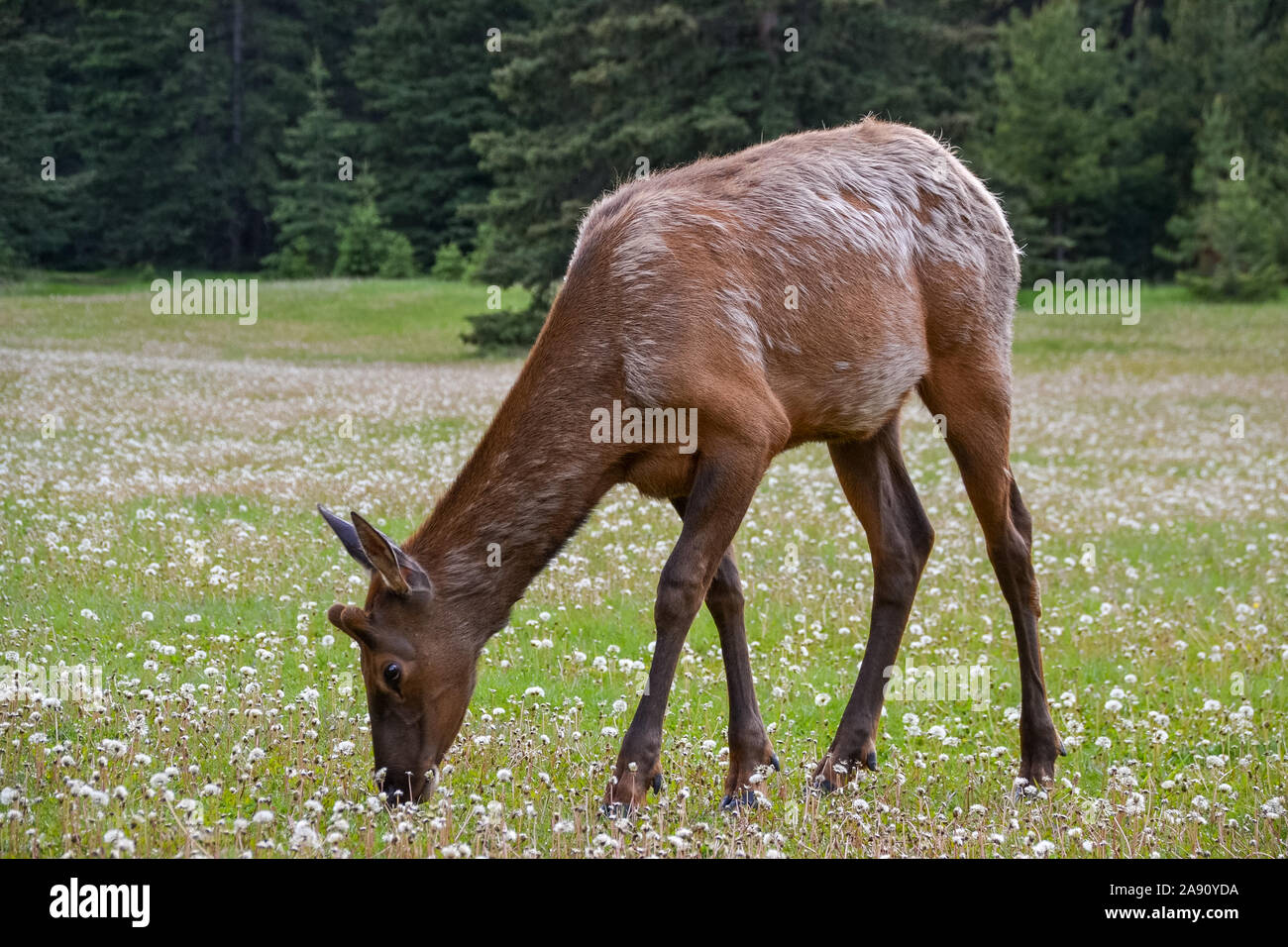 Elk Eating Stock Photos & Elk Eating Stock Images - Alamy