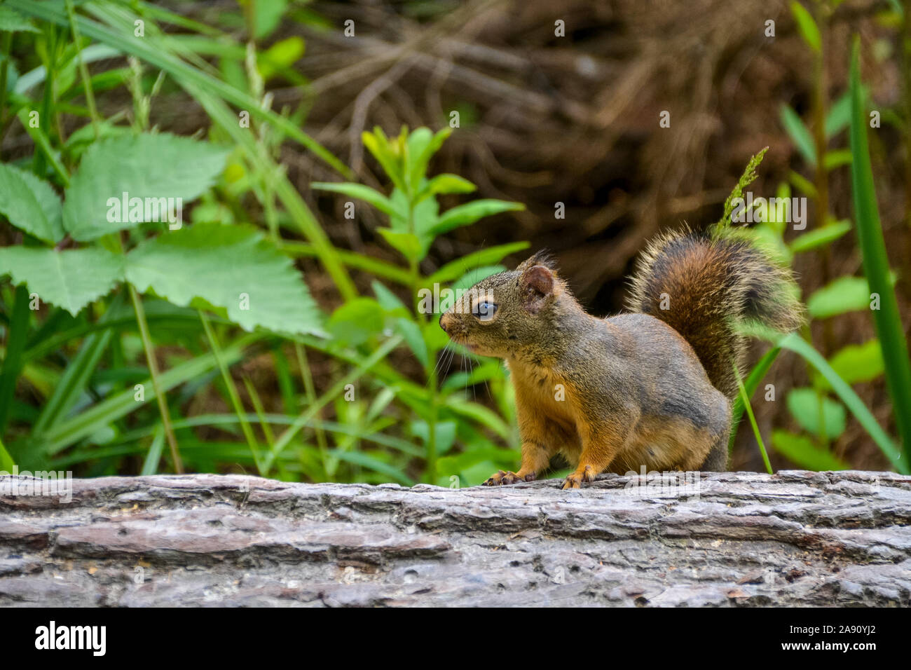 Red Squirrel on a Log Stock Photo - Alamy