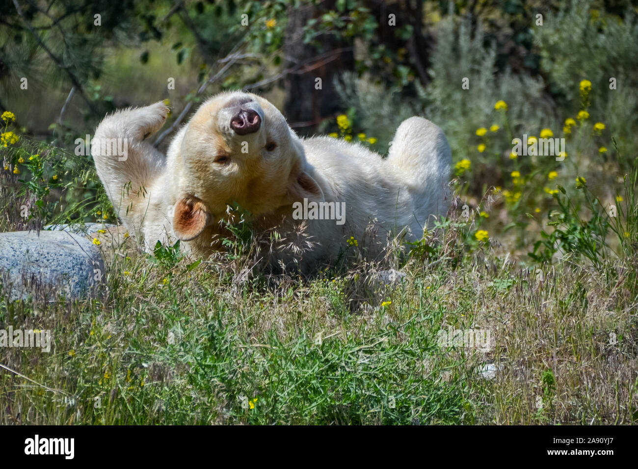 Kermode bear hi-res stock photography and images - Alamy