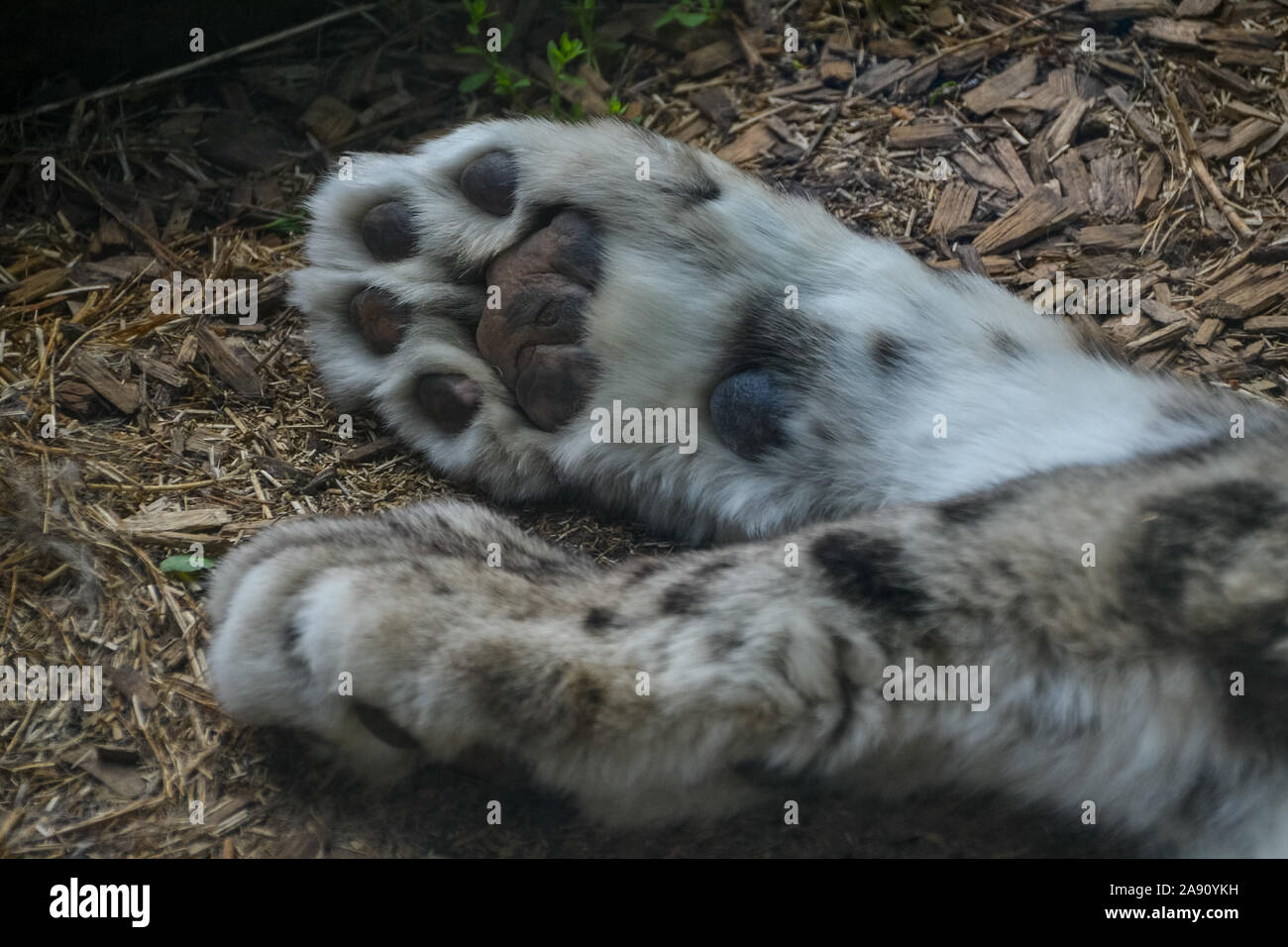 Snow Leopard Paws