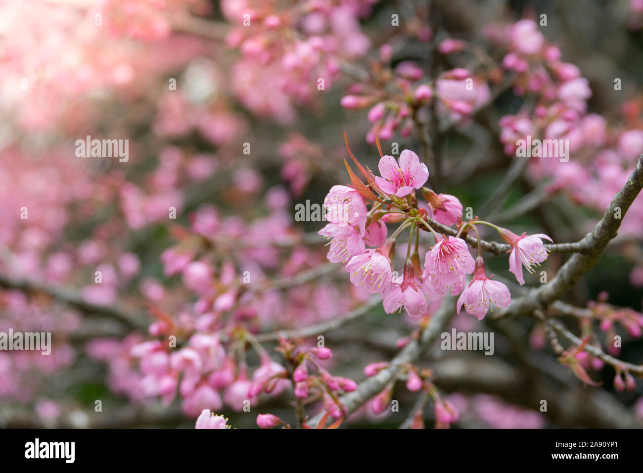 Pink blooming tree or sakura in Thailand Stock Photo - Alamy