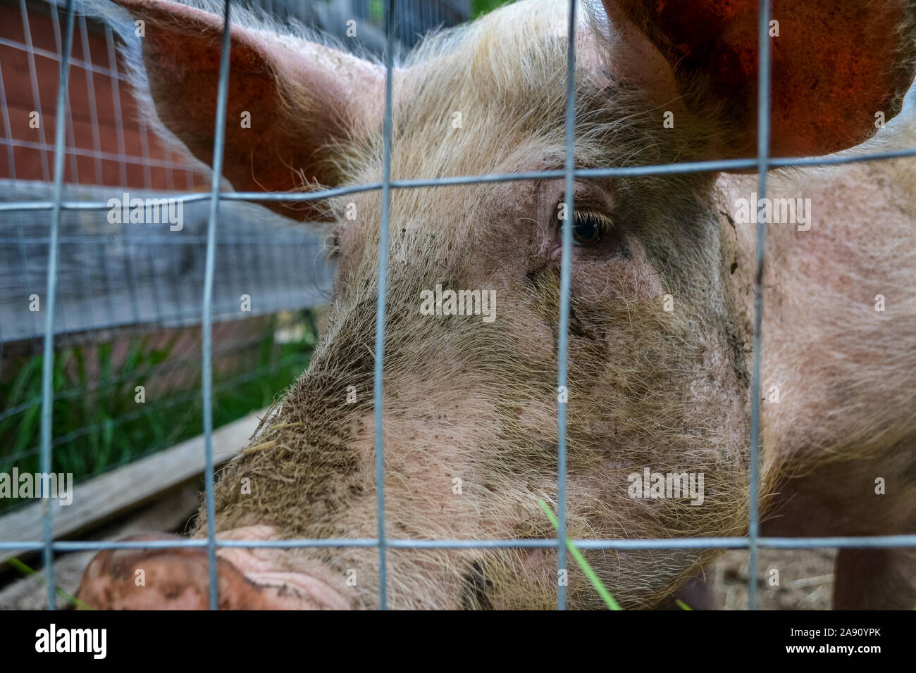 Pig Behind Fence Stock Photo - Alamy