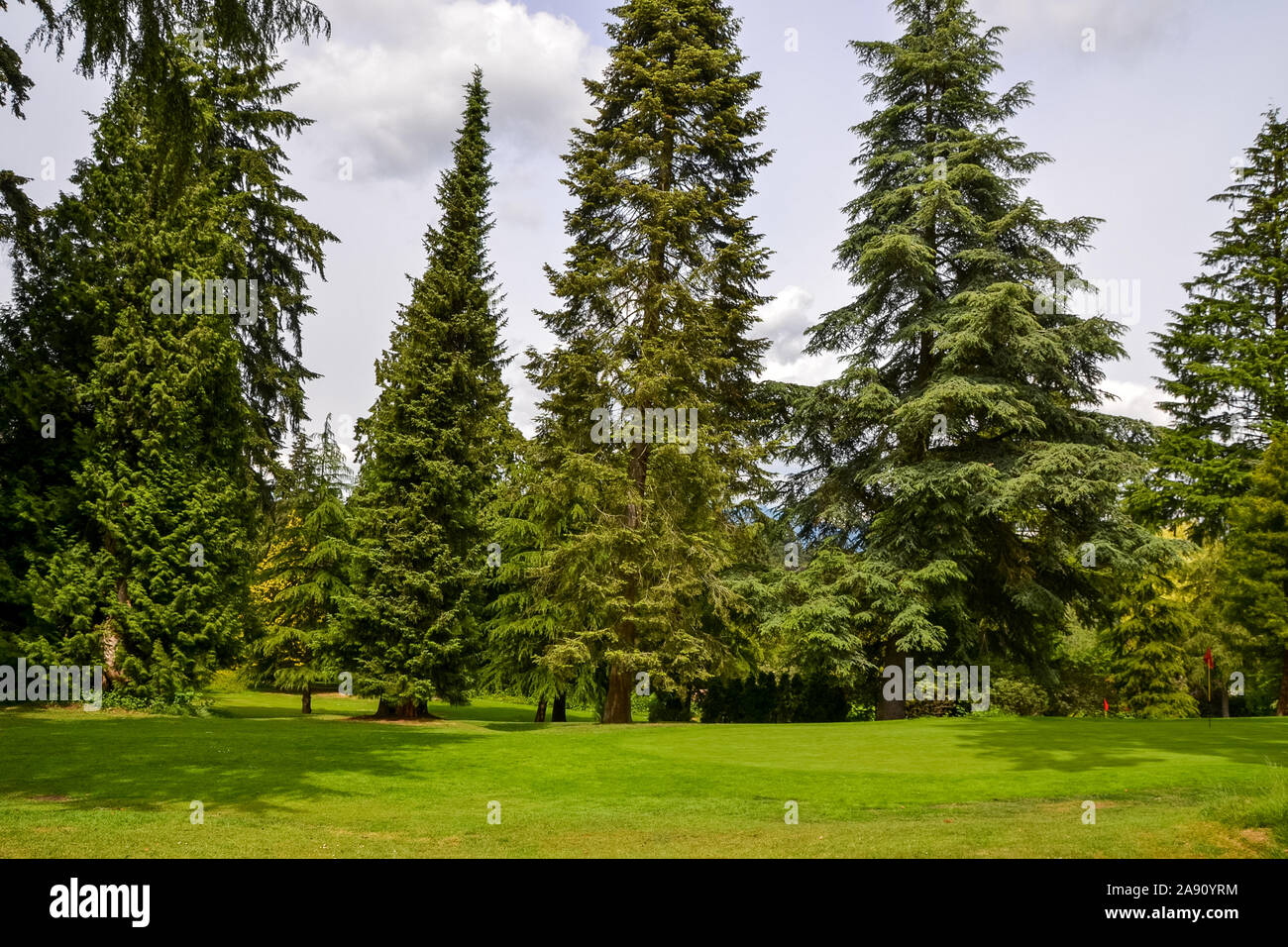 Pine Trees on a Golf Course Stock Photo - Alamy