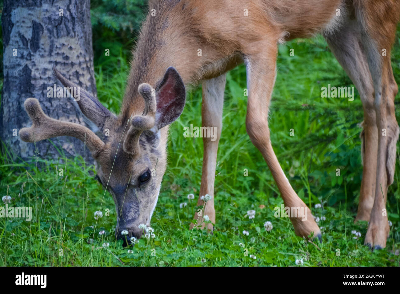 A Young Elk Grazing Stock Photo - Alamy