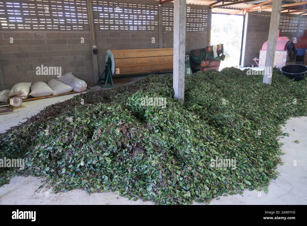Fresh tea leaves before drying on the ground of small tea factory Stock ...