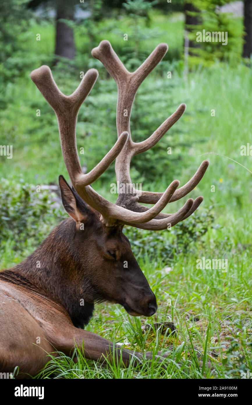 Big male elk banff hi-res stock photography and images - Alamy