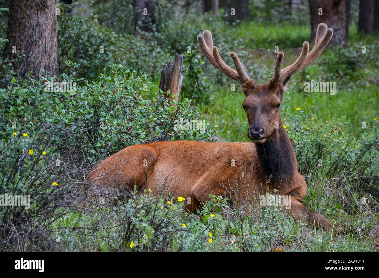 Elk Laying in the Forest Stock Photo - Alamy