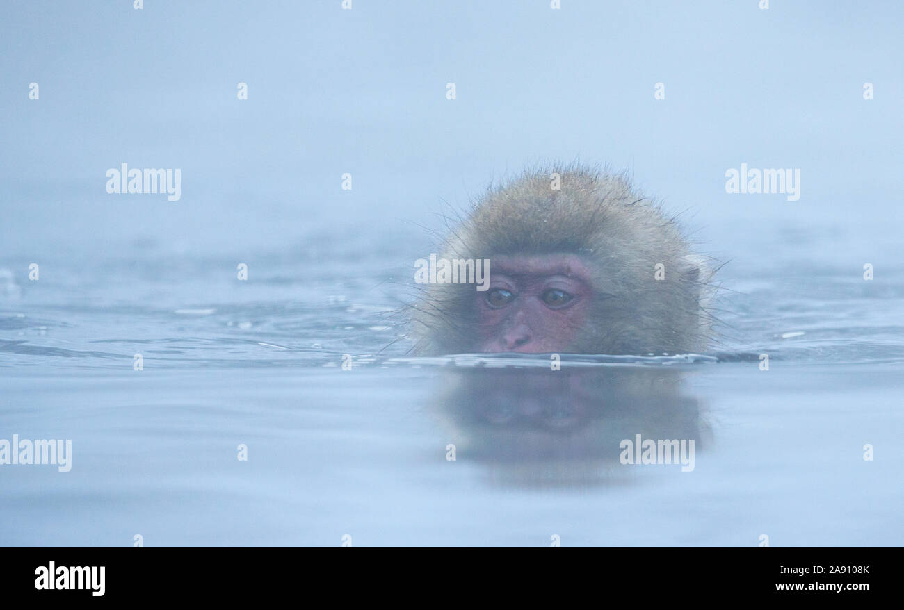Japanese Macaque in hot spring Stock Photo - Alamy
