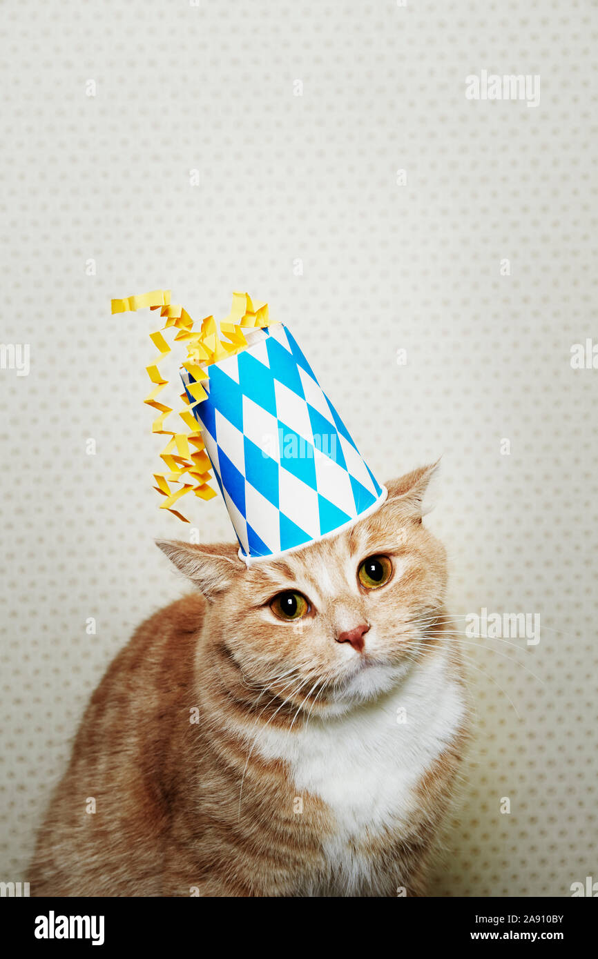 Cat wearing party hat Stock Photo - Alamy