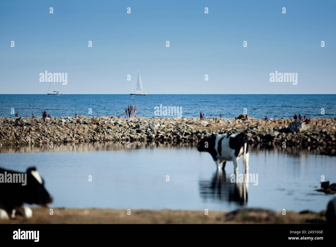 Cows at sea Stock Photo - Alamy