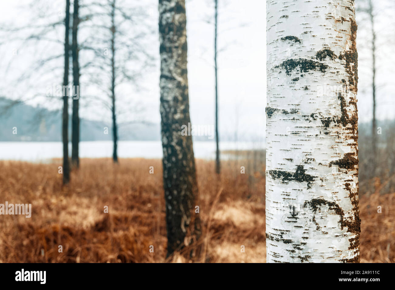 Birch trees at lake Stock Photo - Alamy