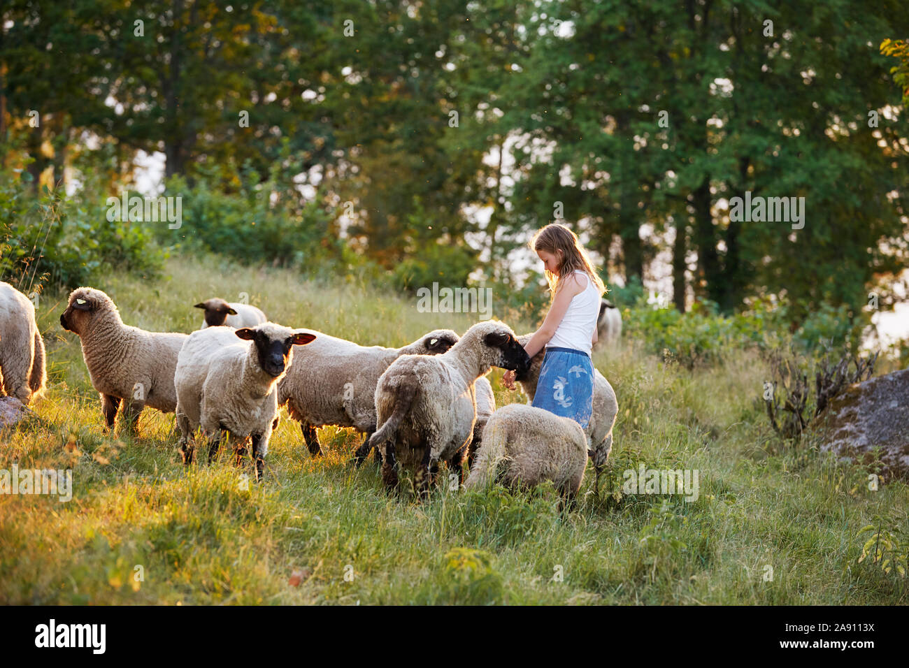 Girl feeding sheep Stock Photo - Alamy