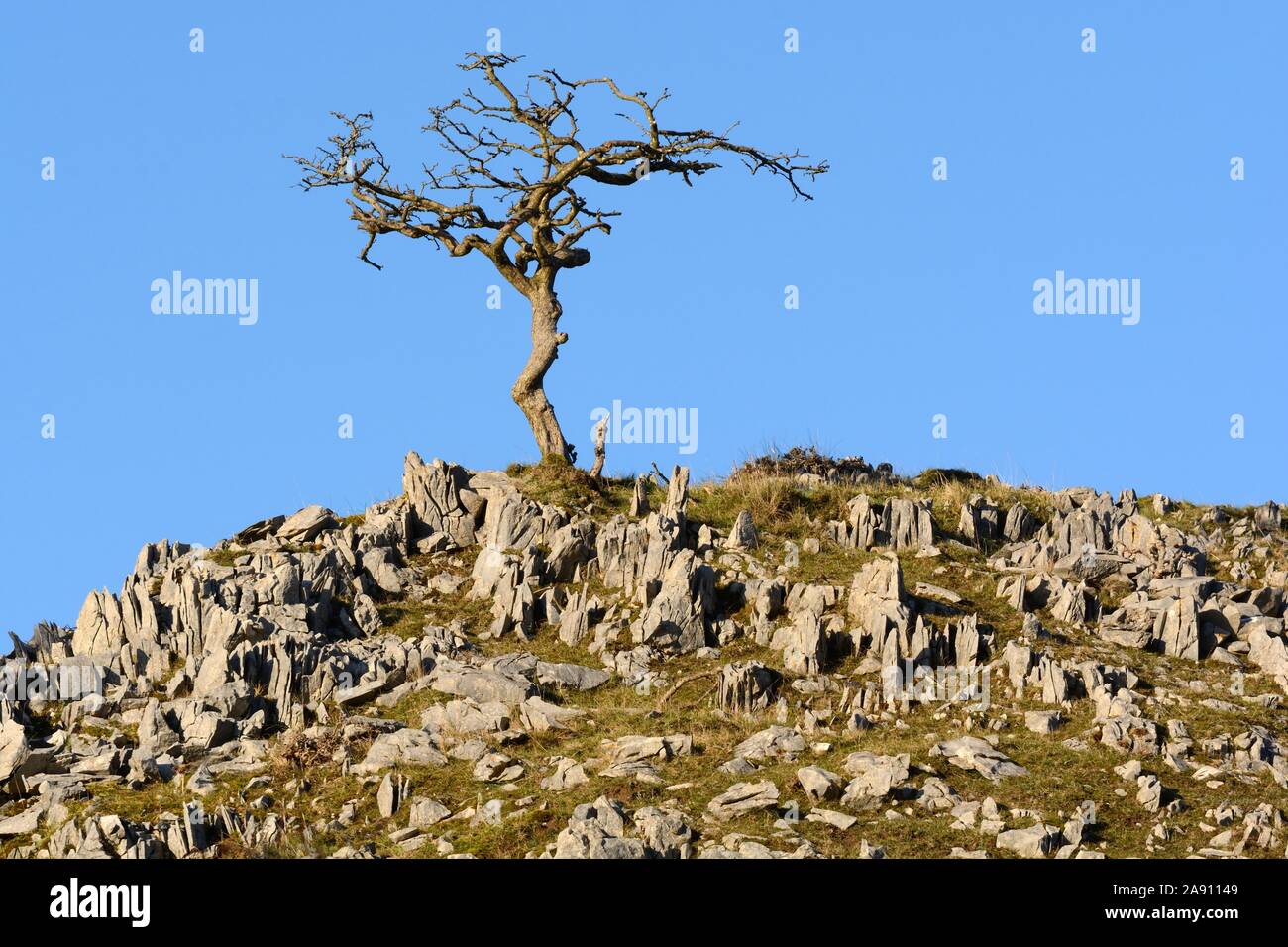 Lone hawthorn tree hi-res stock photography and images - Alamy