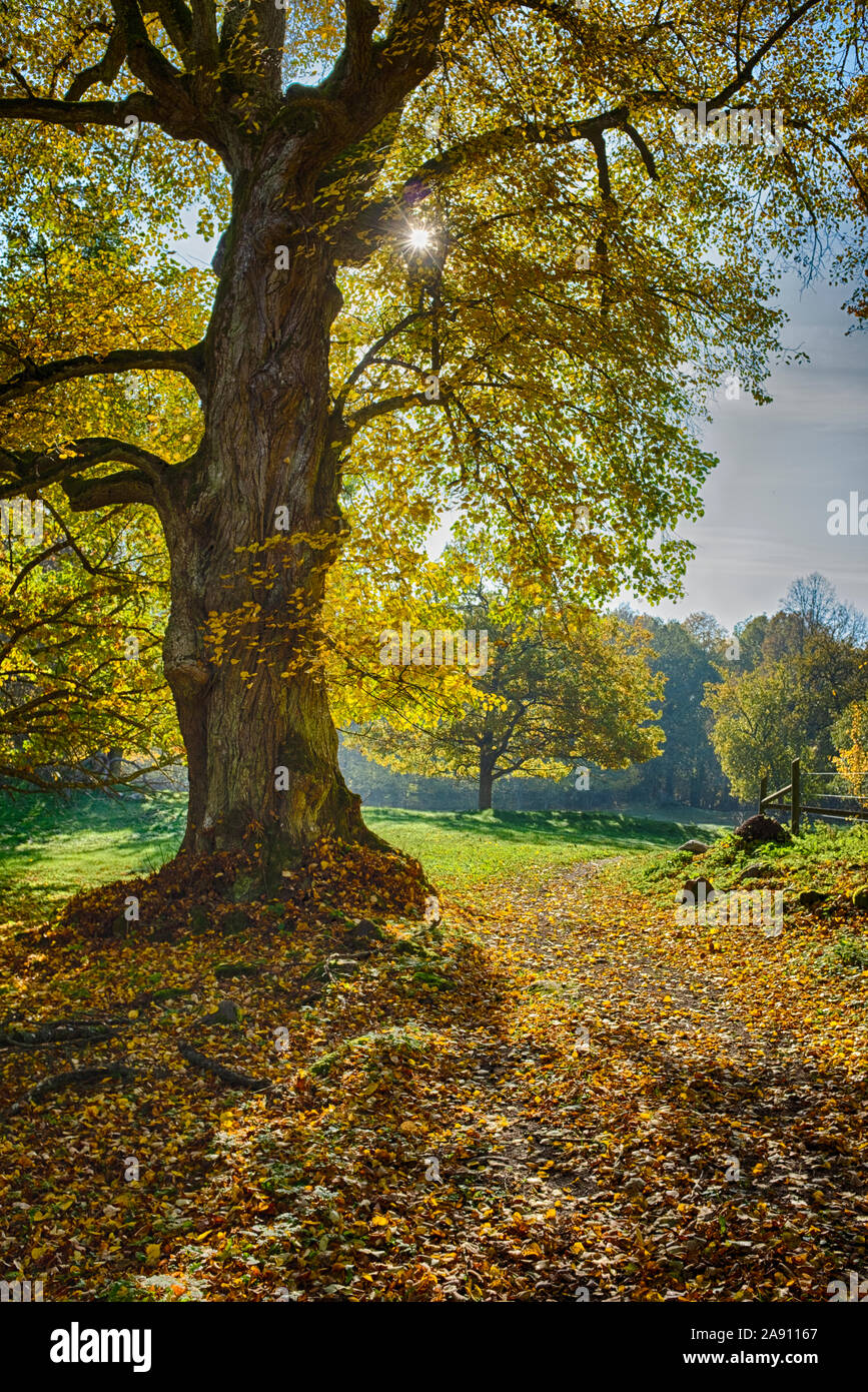 Large tree in forest Stock Photo - Alamy