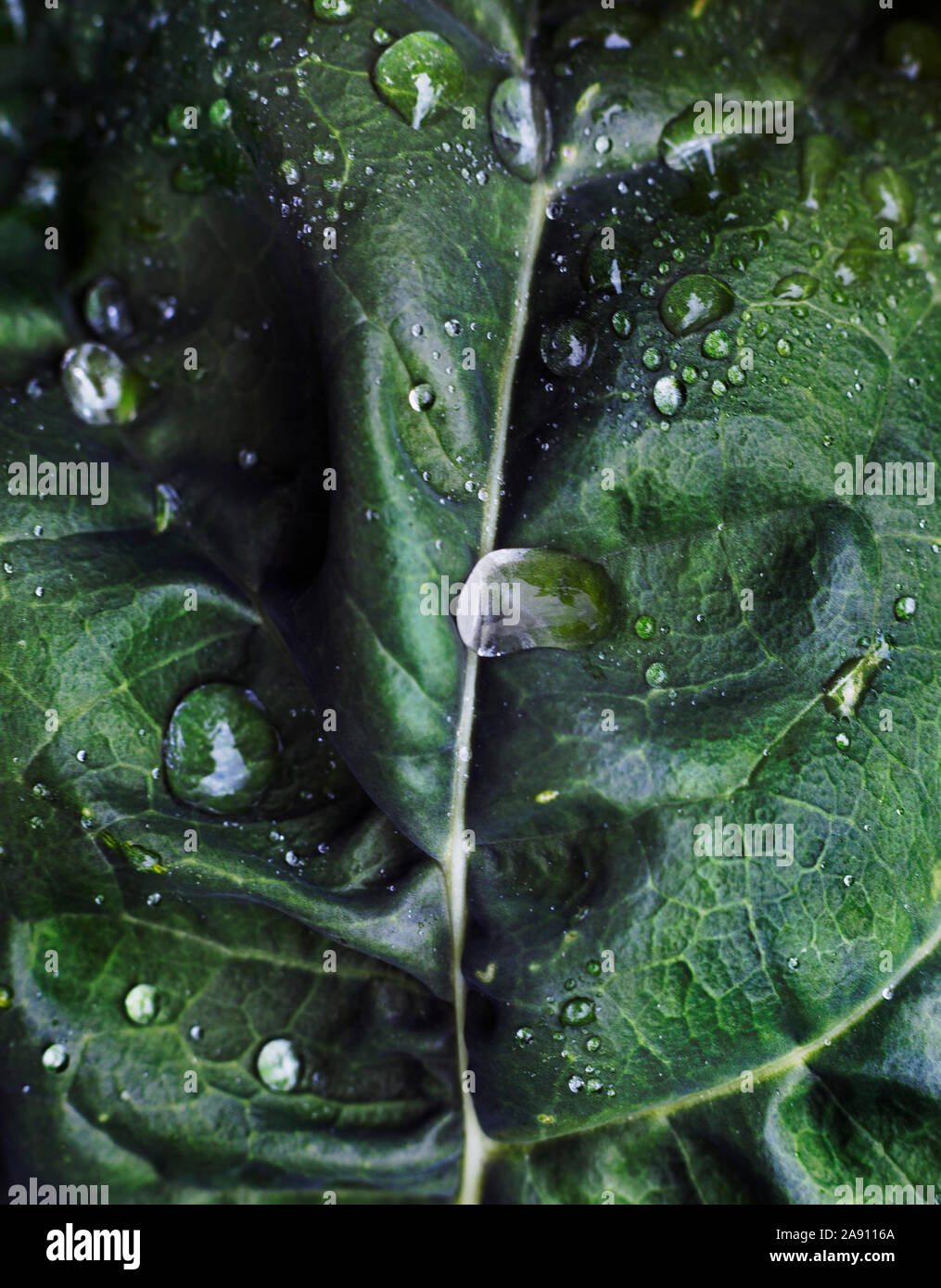 Water drops on leaf Stock Photo - Alamy