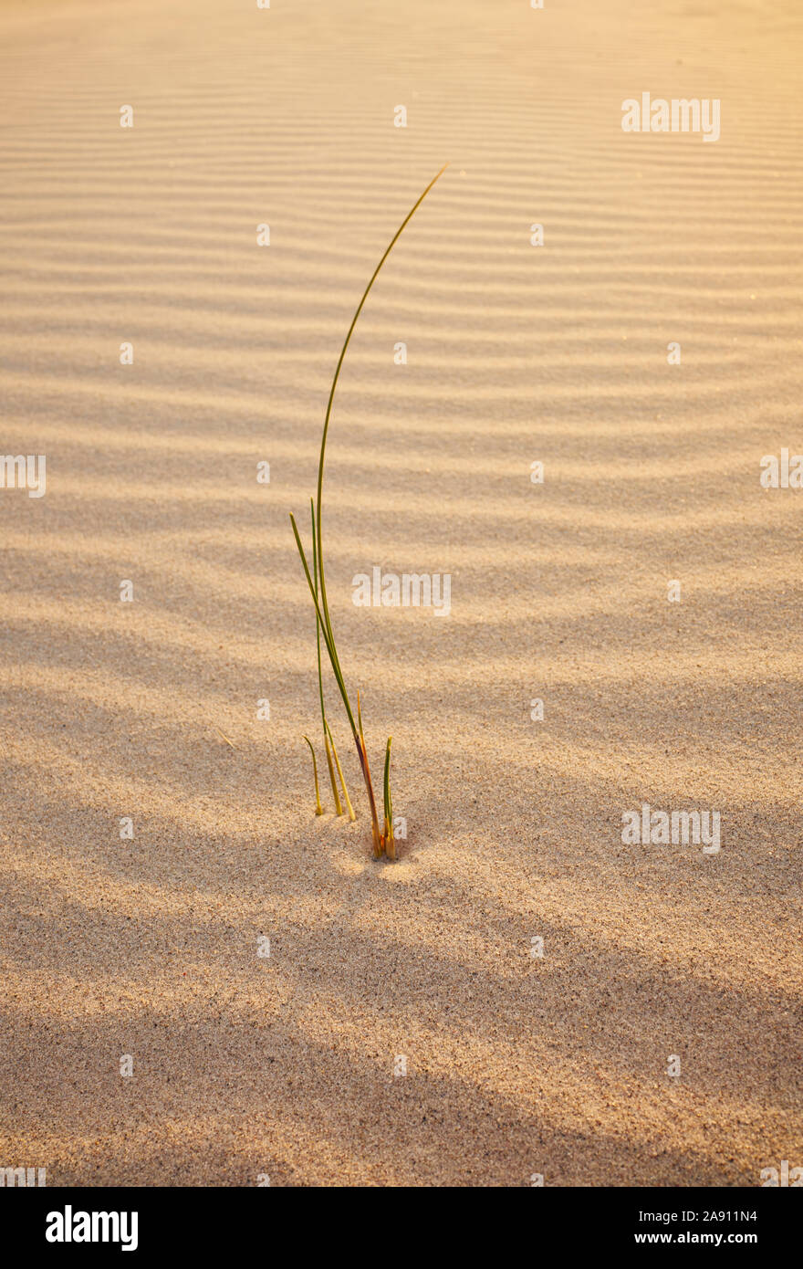 Grass on sand Stock Photo - Alamy