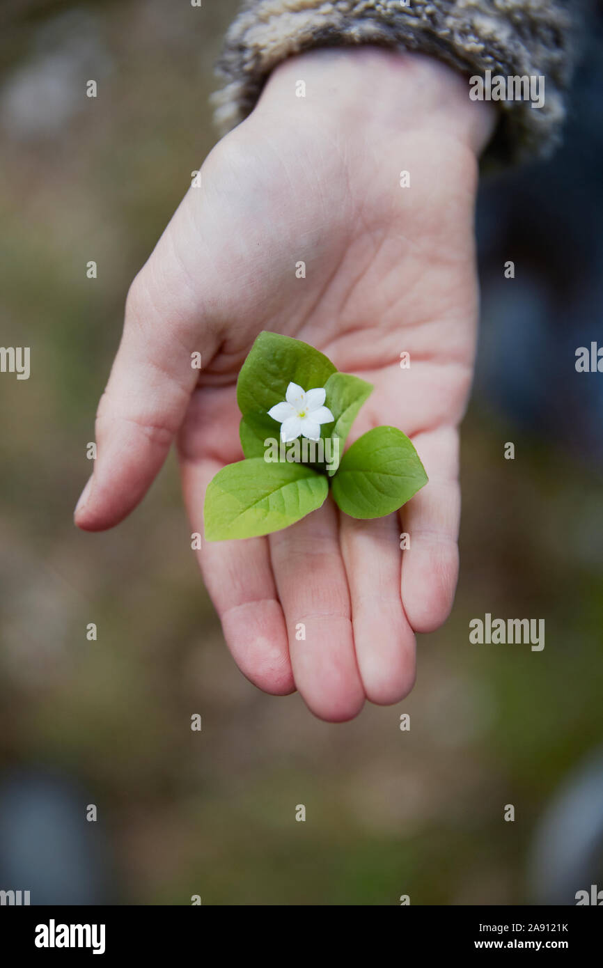 Hand with flower Stock Photo - Alamy
