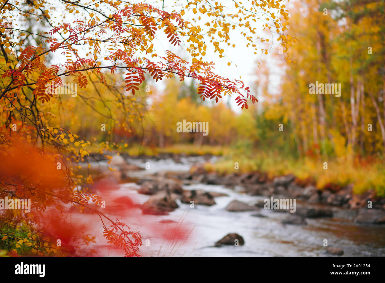 Autumn forest at river Stock Photo - Alamy