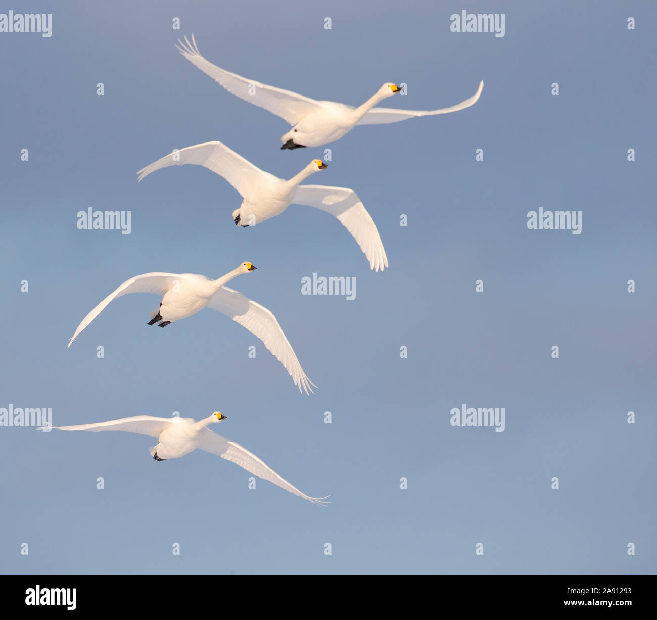 Tundra swans flying hi-res stock photography and images - Alamy