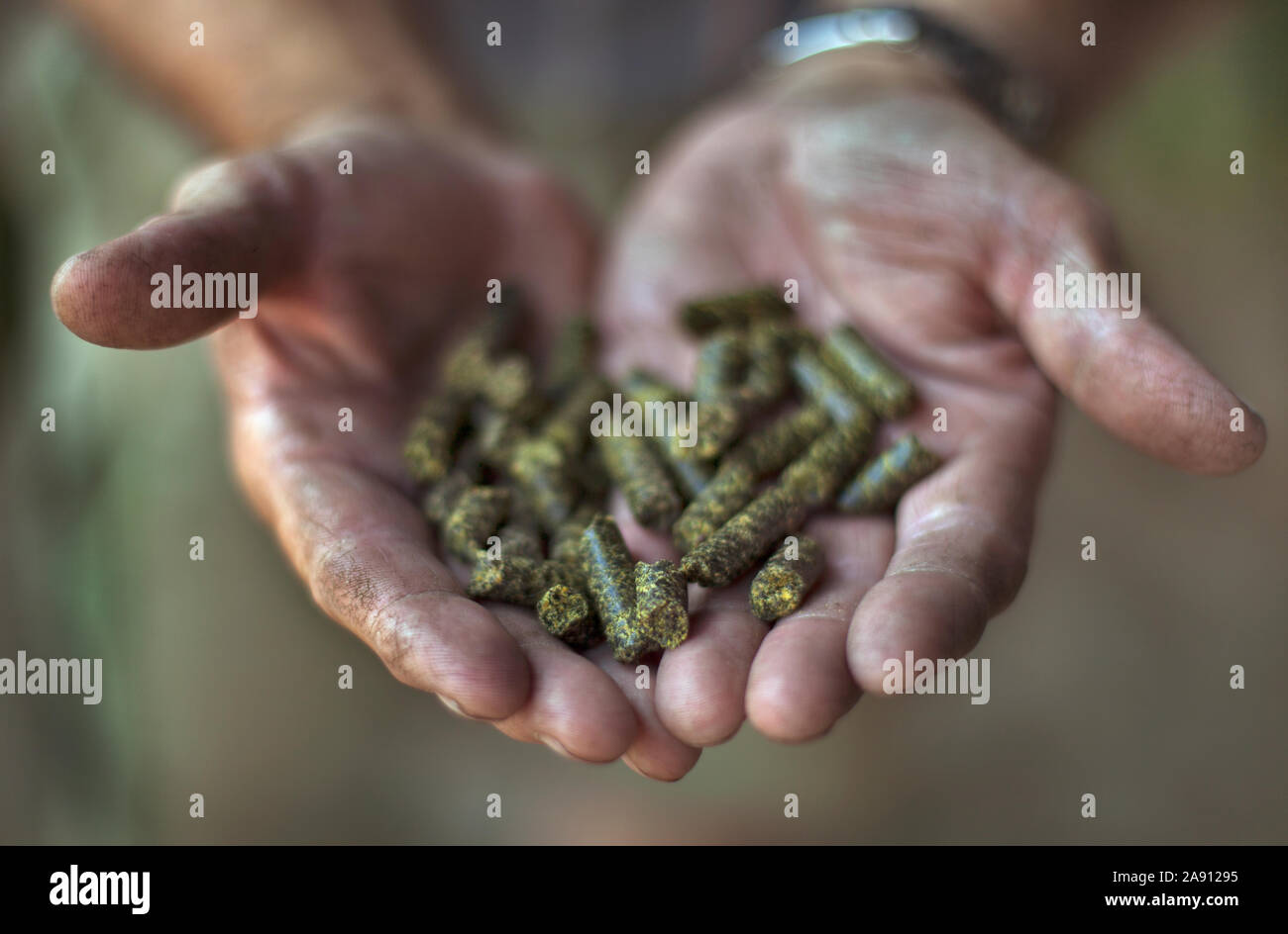 Hands with animal feed Stock Photo - Alamy