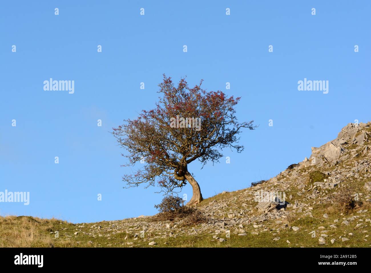 Tree Shrub High Resolution Stock Photography and Images - Alamy
