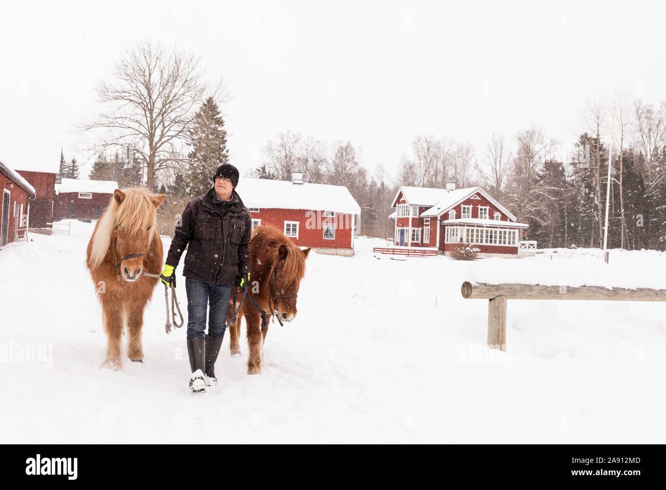 Senior man walking with ponies Stock Photo - Alamy