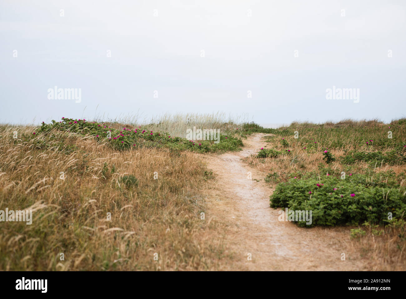 Path through meadow Stock Photo - Alamy